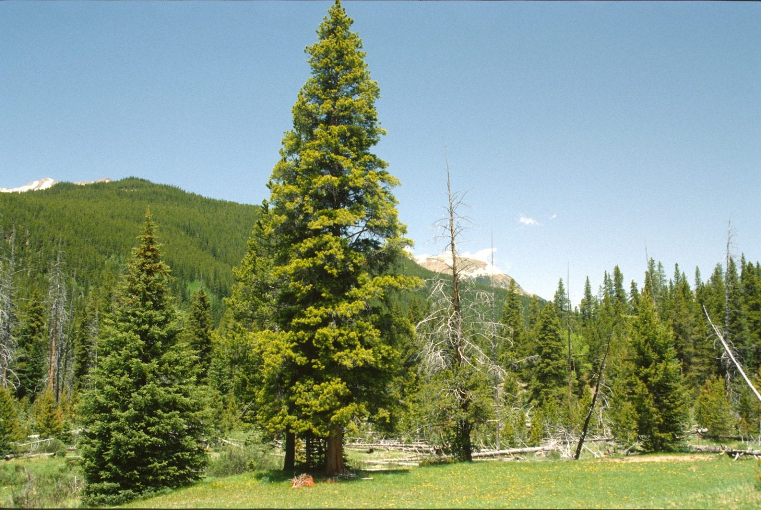 Evergreen Trees Native to Colorado - Uncover Colorado