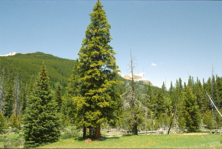 Evergreen Trees Native to Colorado - Uncover Colorado