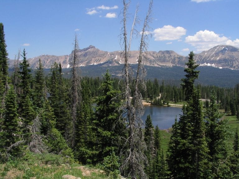 Evergreen Trees Native to Colorado - Uncover Colorado