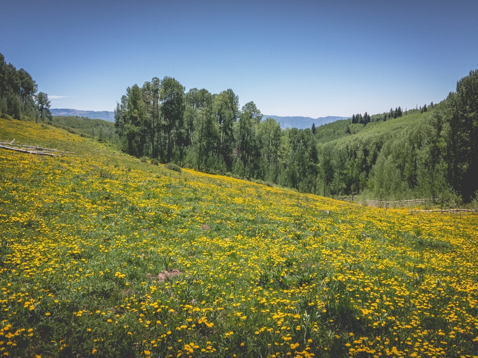 11 Terrific Day Hikes in Durango, CO - Uncover Colorado