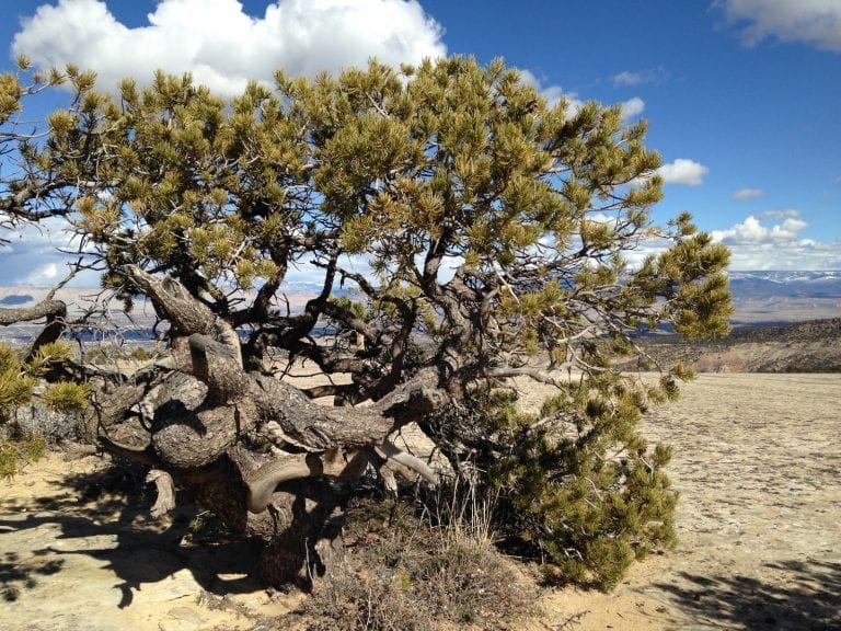 Evergreen Trees Native to Colorado - Uncover Colorado