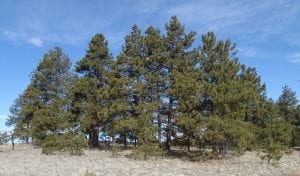 Evergreen Trees Native to Colorado - Uncover Colorado