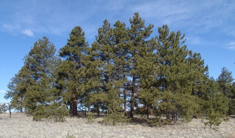 Evergreen Trees Native to Colorado - Uncover Colorado