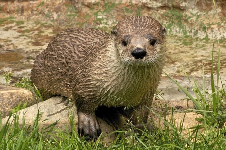 Rare Animal Species in Colorado That are Endangered or Threatened ...