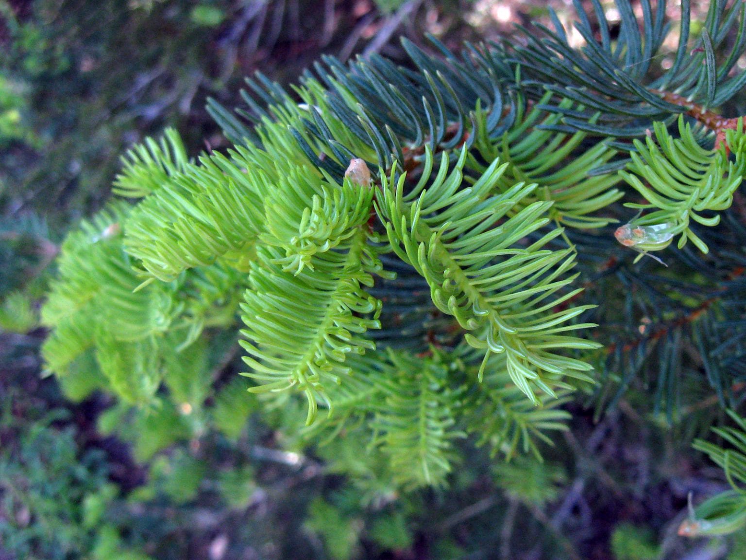 Evergreen Trees Native to Colorado - Uncover Colorado