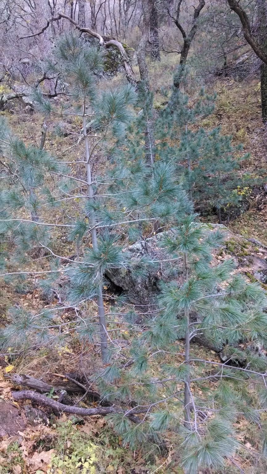 Evergreen Trees Native to Colorado - Uncover Colorado