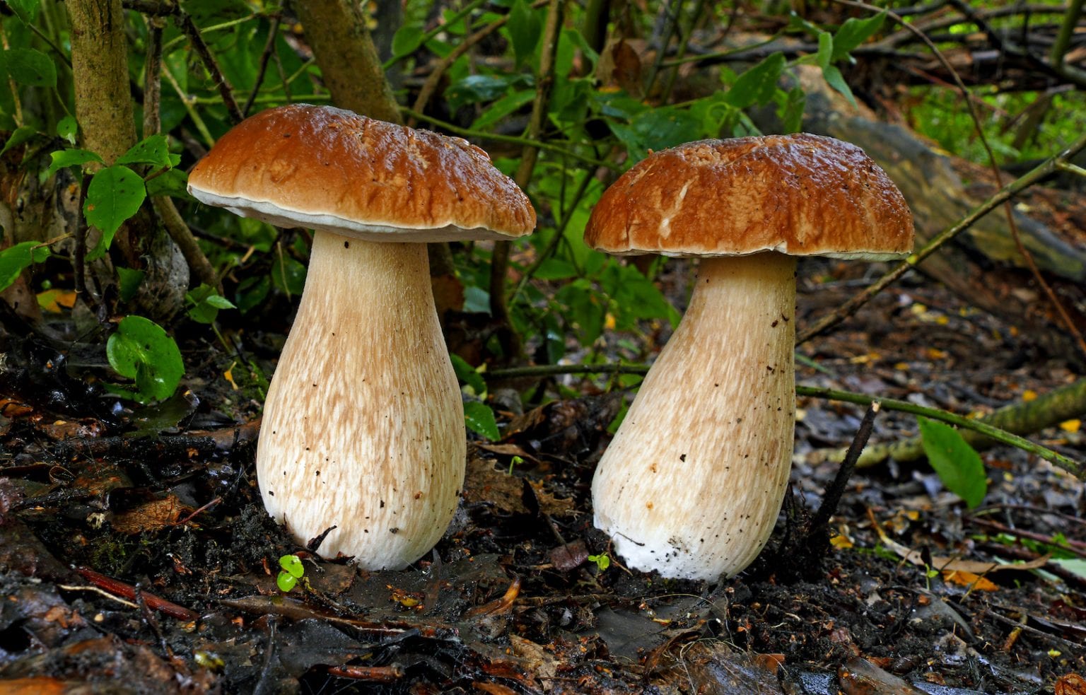 Mushrooms Found in Colorado––Deadly, Psychedelic, and Everything in ...
