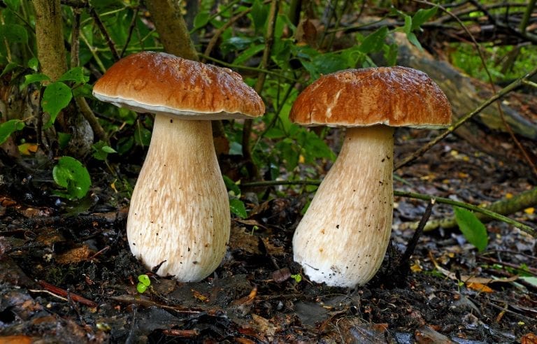 Mushrooms Found in Colorado––Deadly, Psychedelic, and Everything in ...