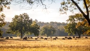 Colorado’s Neighbors | 7 States That Border CO - Uncover Colorado