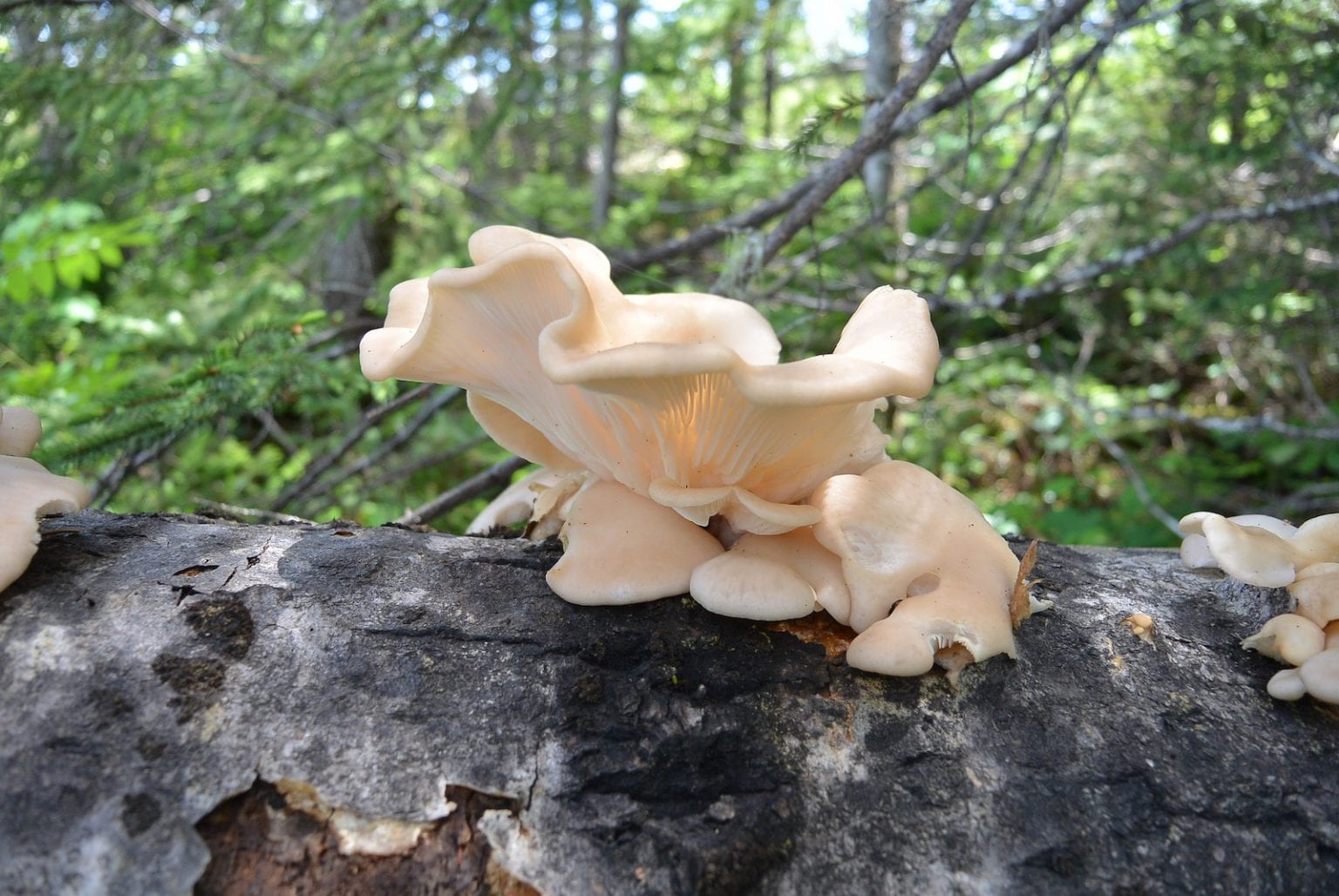 Mushrooms Found in Colorado—Deadly, Psychedelic, and Everything in ...