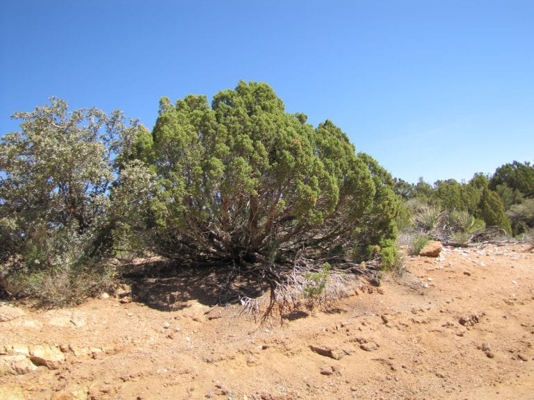 Evergreen Trees Native to Colorado - Uncover Colorado