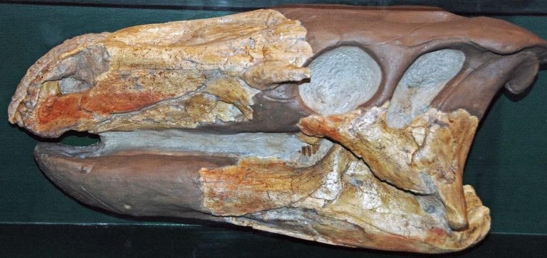 Dinosaur Fossils Found in Colorado - Uncover Colorado