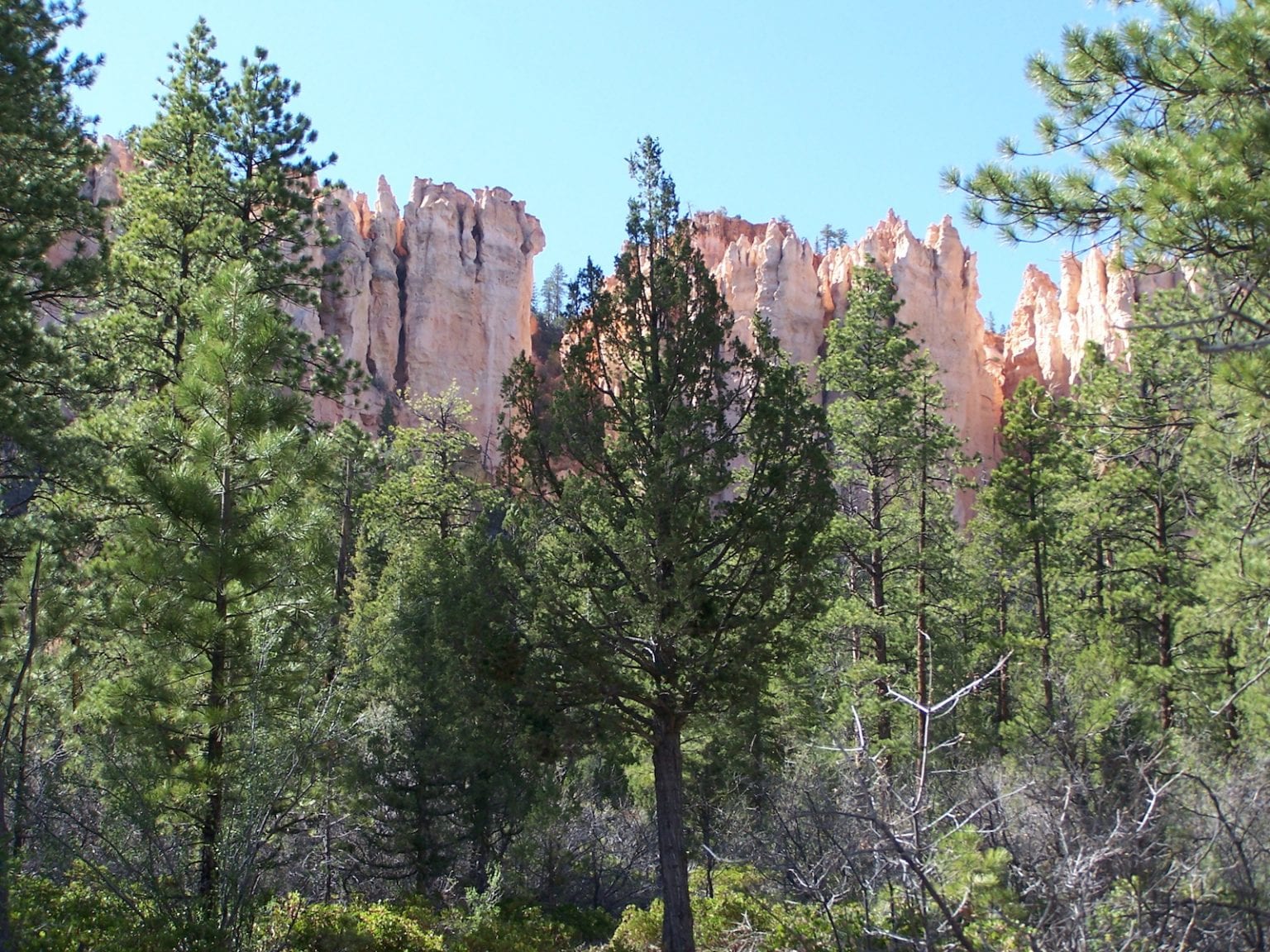 Evergreen Trees Native to Colorado - Uncover Colorado