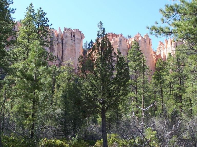 Evergreen Trees Native to Colorado - Uncover Colorado