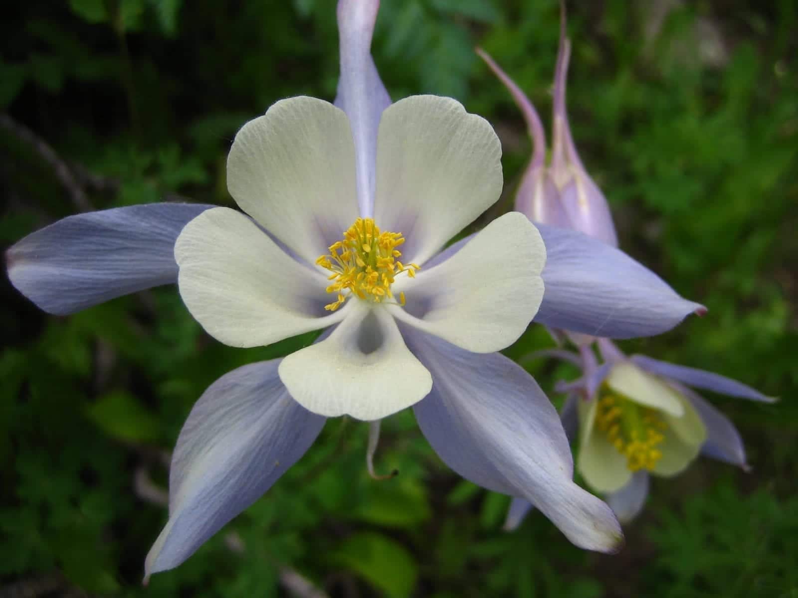 Common Wildflowers Found in Colorado | Where & When To See - Uncover ...