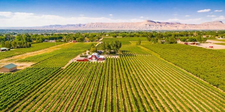 Colorado Wineries and Meaderies | List + Map - Uncover Colorado