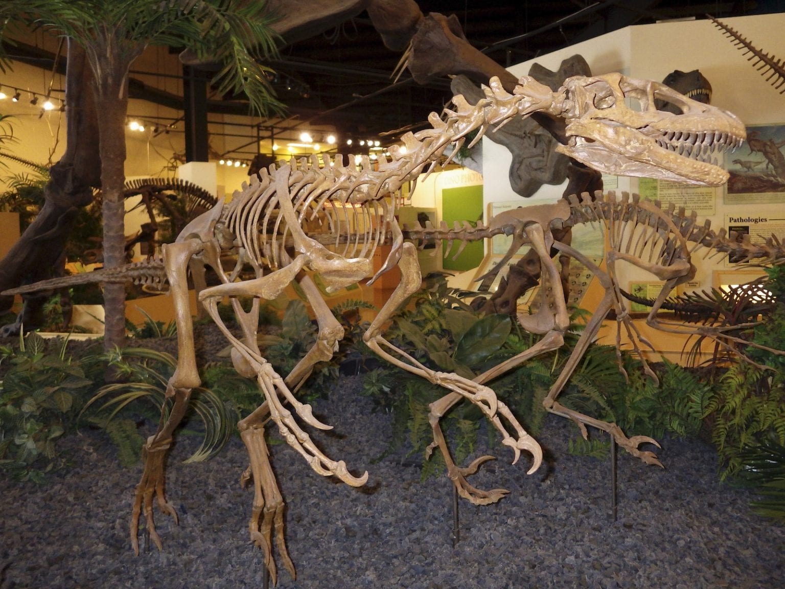 Rocky Mountain Dinosaur Resource Center - Woodland Park, CO - Uncover ...