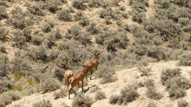 Sand Wash Basin - Maybell, CO | Wild Horses on BLM Land - Uncover Colorado