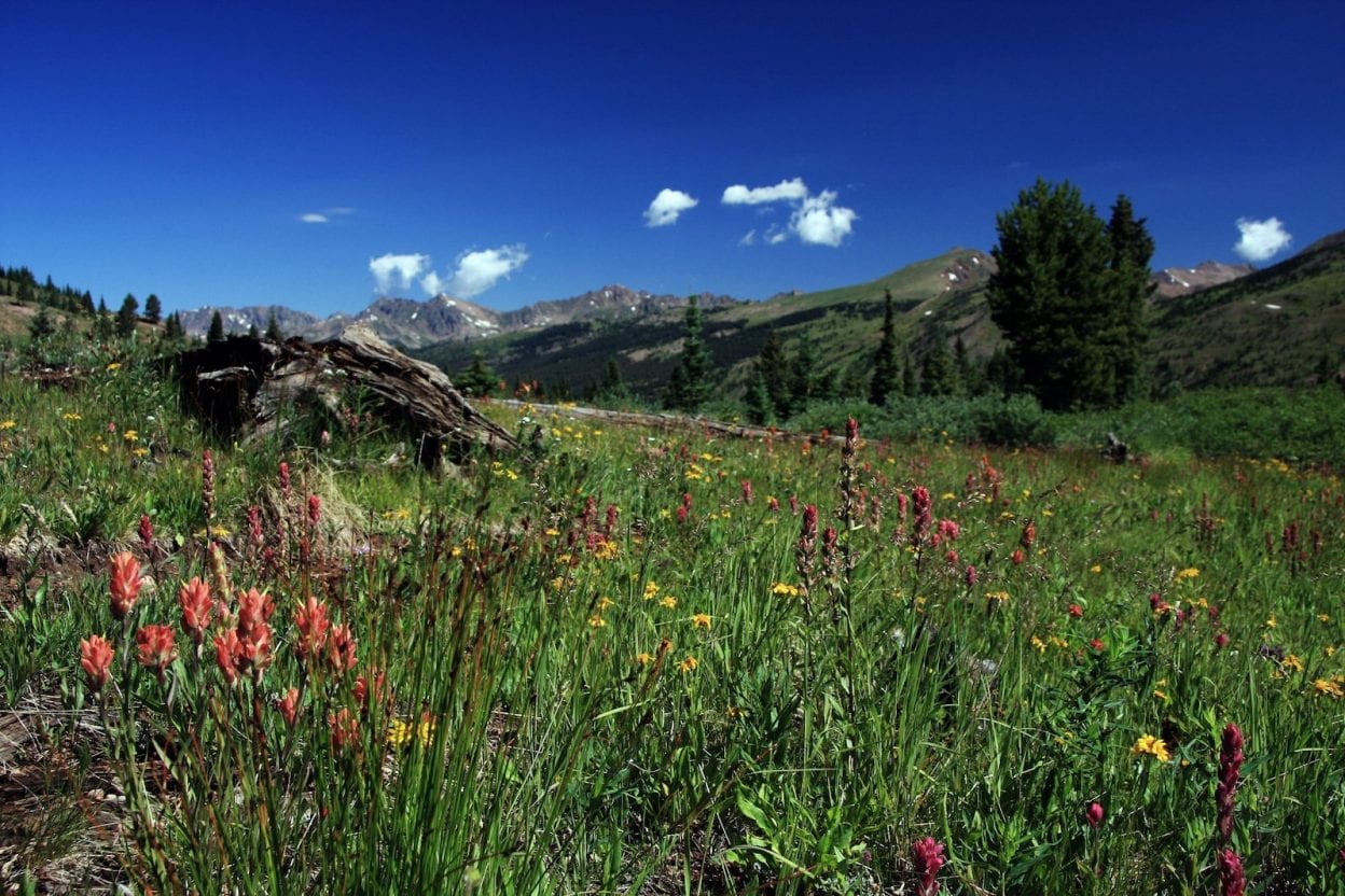 Shrine Pass - Vail-Red Cliff, CO | Shrine Pass Road - Uncover Colorado