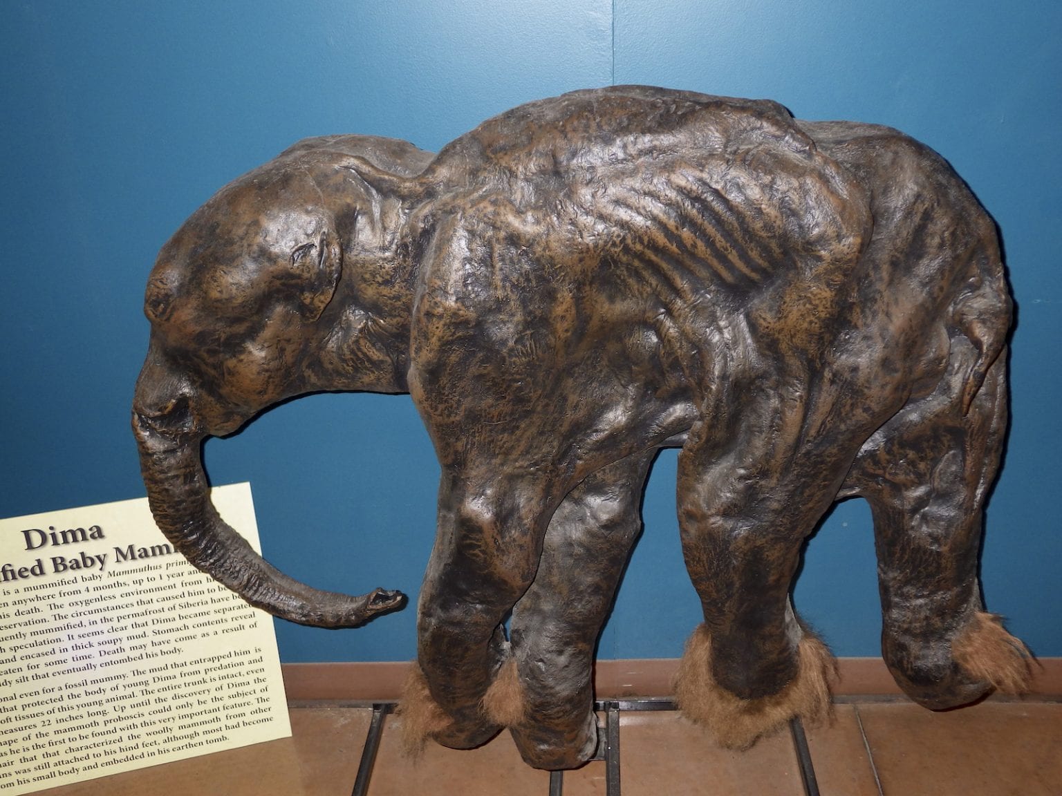 Dinosaur Fossils Found in Colorado - Uncover Colorado