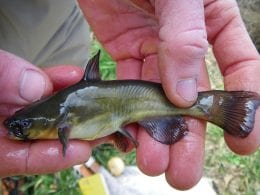 Native Fish Species of Colorado - Uncover Colorado
