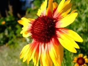 Common Wildflowers Found in Colorado | Where & When To See - Uncover ...