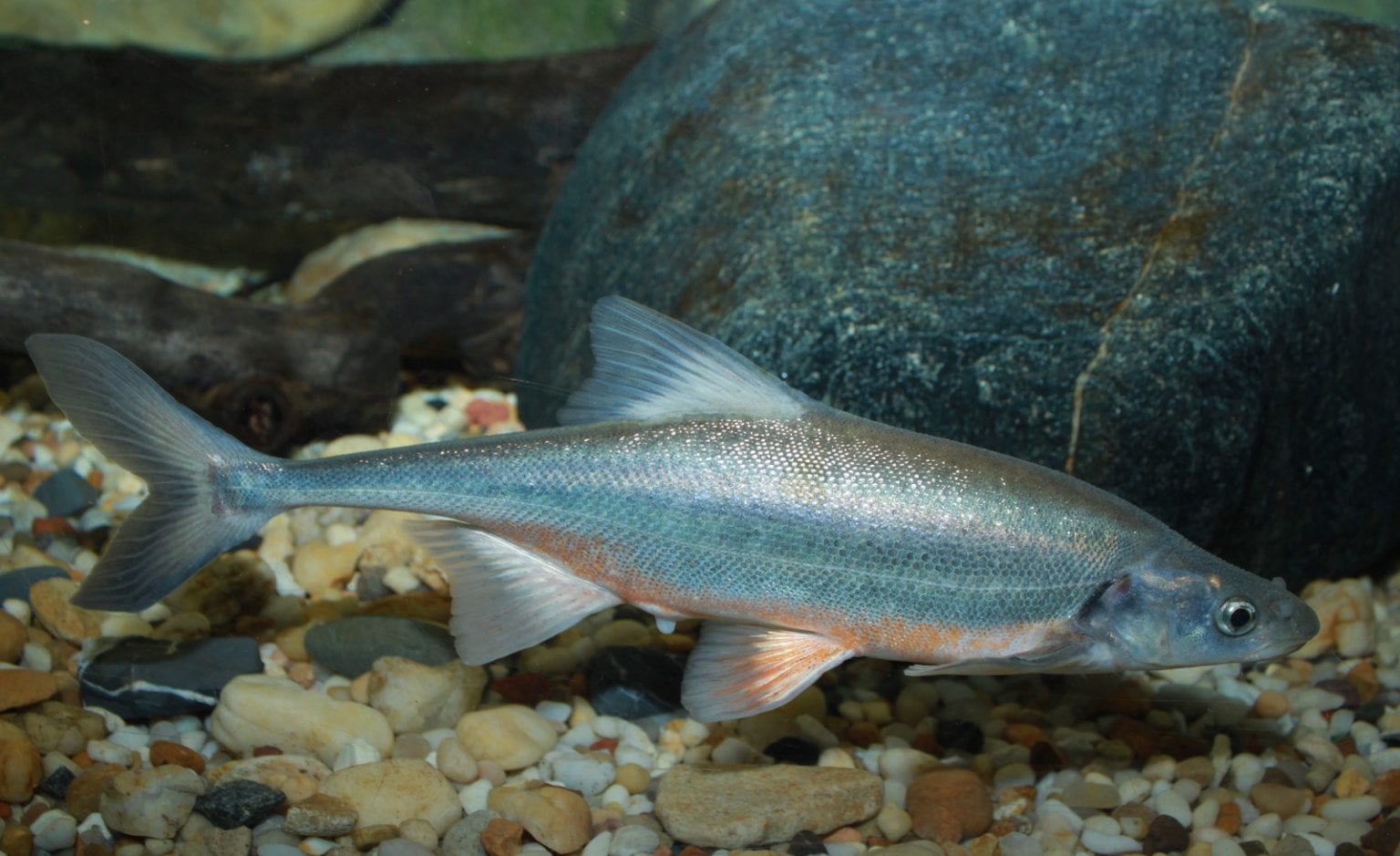 Native Fish Species of Colorado - Uncover Colorado