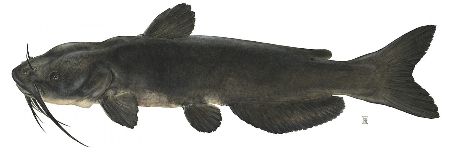 Native Fish Species of Colorado - Uncover Colorado