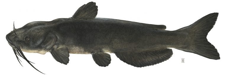 Native Fish Species of Colorado - Uncover Colorado