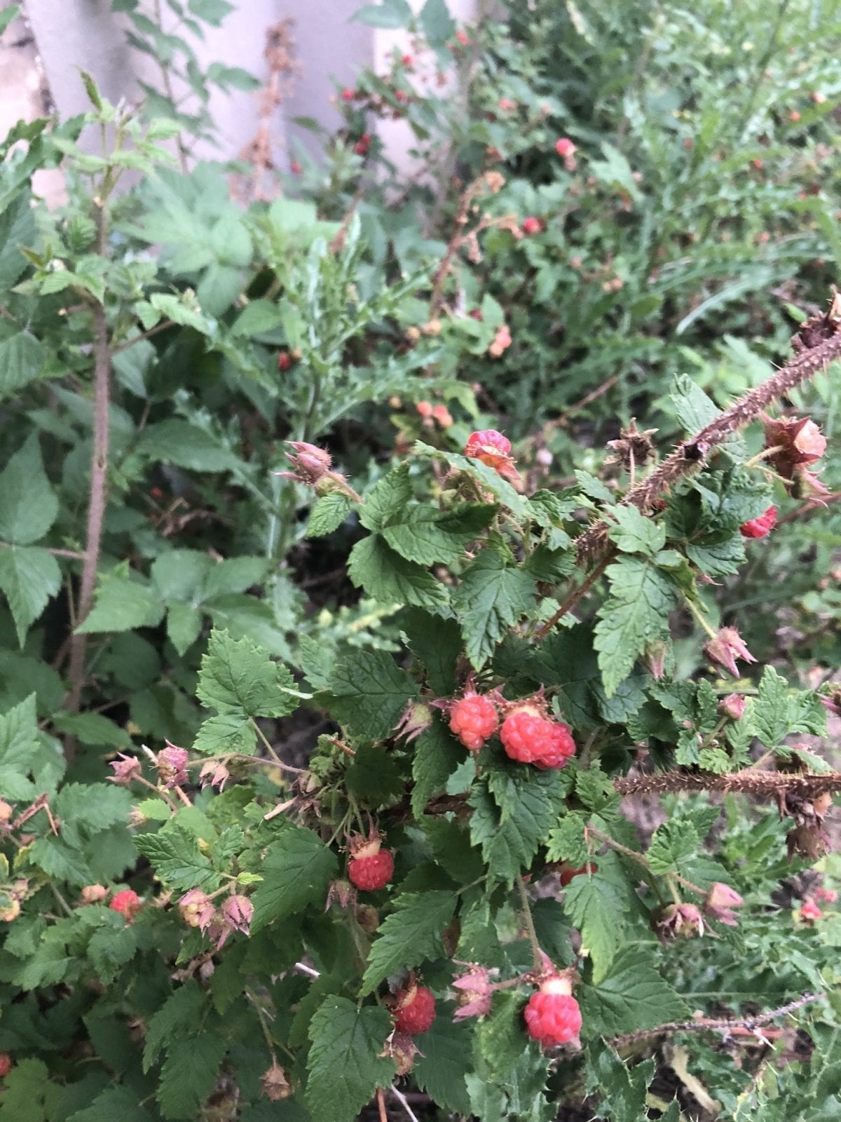 8 Delicious Foods to Forage in Colorado | Wild Berries… - Uncover Colorado