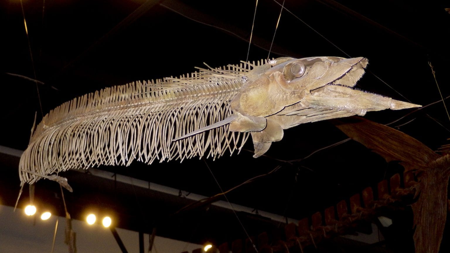 Dinosaur Fossils Found in Colorado - Uncover Colorado