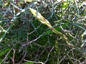 8 Delicious Foods to Forage in Colorado | Wild Berries… - Uncover Colorado