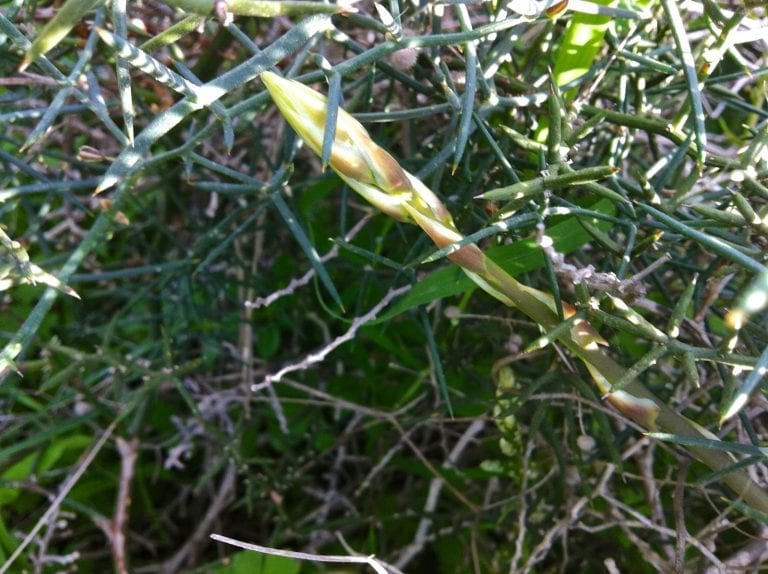 8 Delicious Foods to Forage in Colorado | Wild Berries… - Uncover Colorado