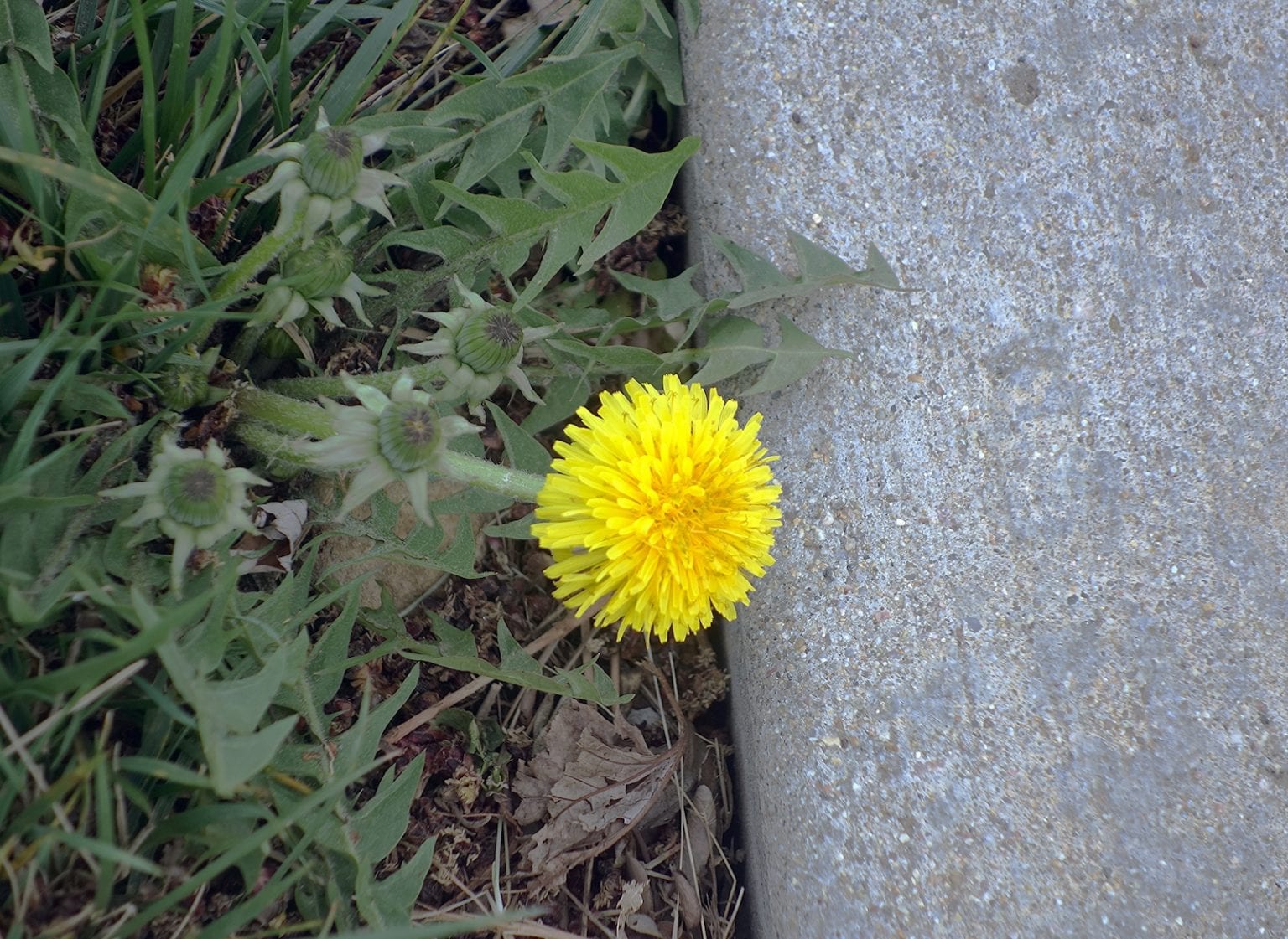 8 Delicious Foods to Forage in Colorado | Wild Berries… - Uncover Colorado
