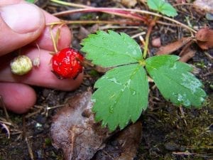 8 Delicious Foods to Forage in Colorado | Wild Berries… - Uncover Colorado