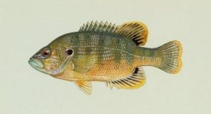 Native Fish Species of Colorado - Uncover Colorado