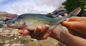 Native Fish Species of Colorado - Uncover Colorado