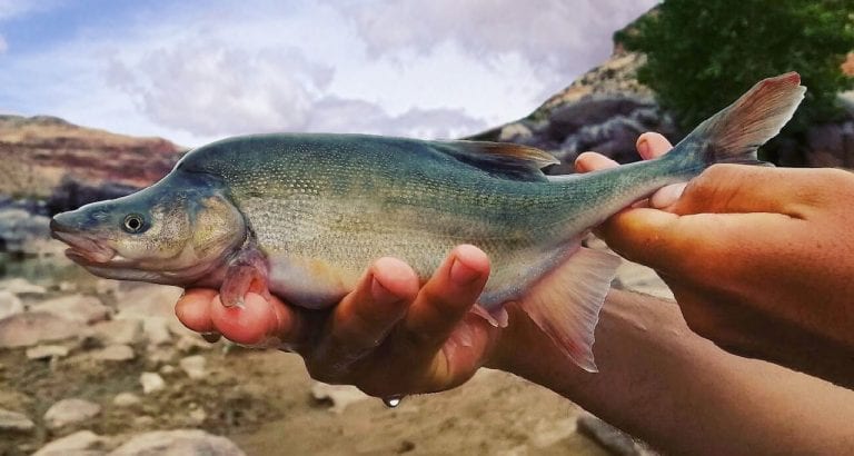 Native Fish Species of Colorado - Uncover Colorado