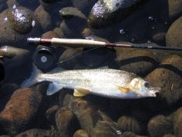 Native Fish Species of Colorado - Uncover Colorado