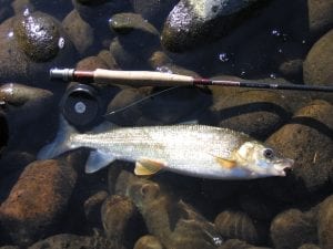 Native Fish Species of Colorado - Uncover Colorado