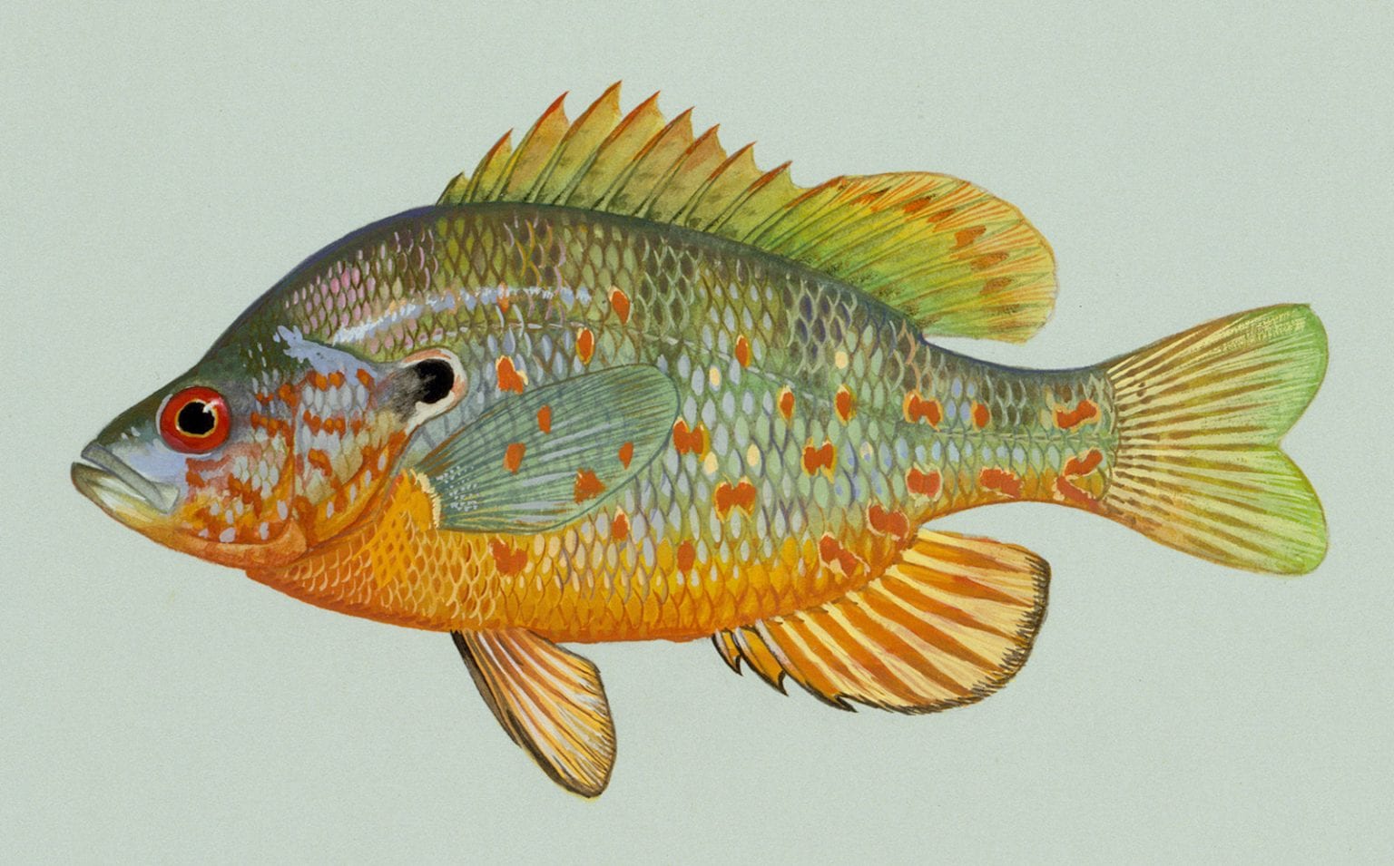 Native Fish Species of Colorado - Uncover Colorado
