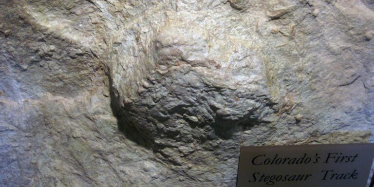 Dinosaur Fossils Found in Colorado - Uncover Colorado