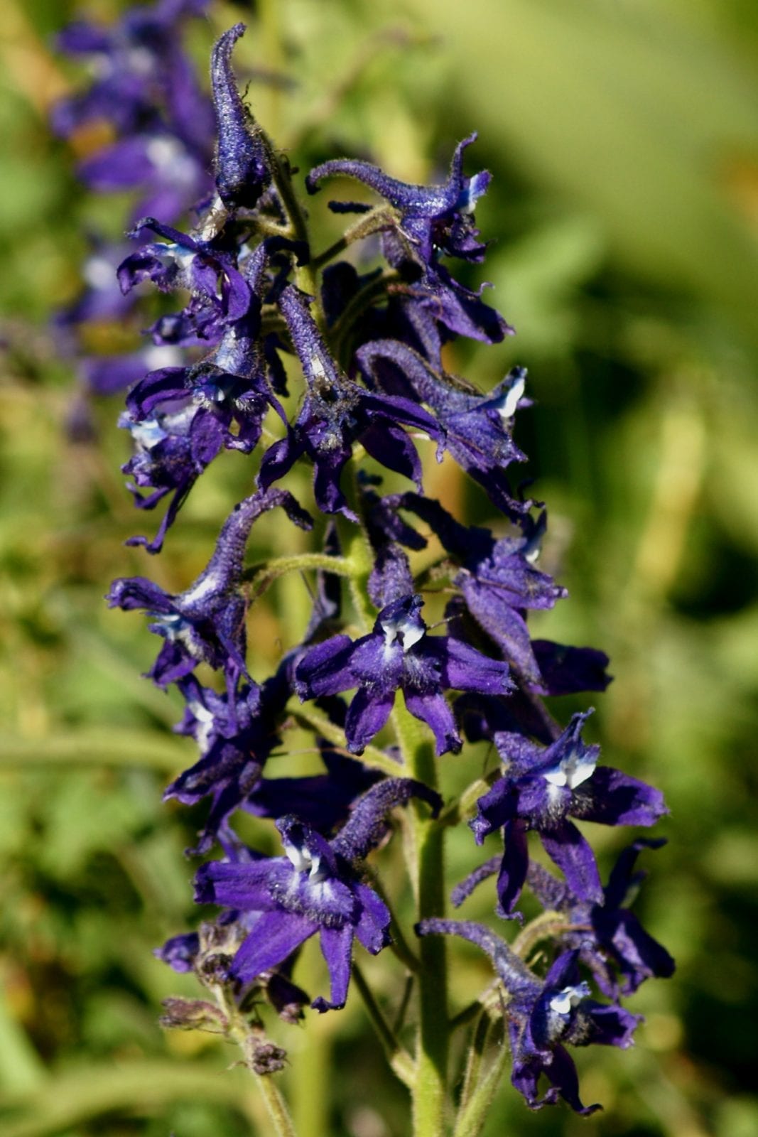 Common Wildflowers Found in Colorado | Where & When To See - Uncover ...