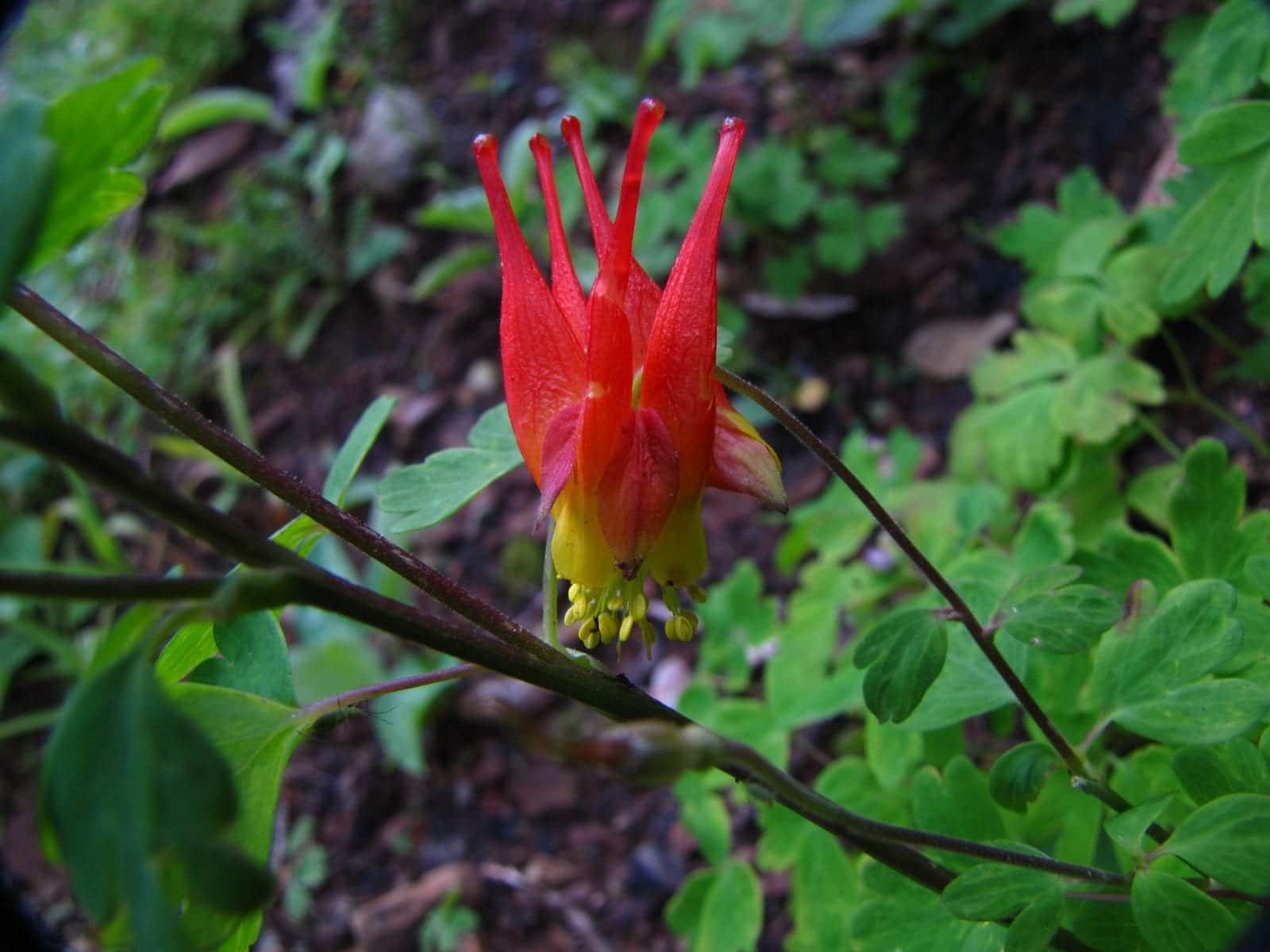 Common Wildflowers Found in Colorado | Where & When To See - Uncover ...