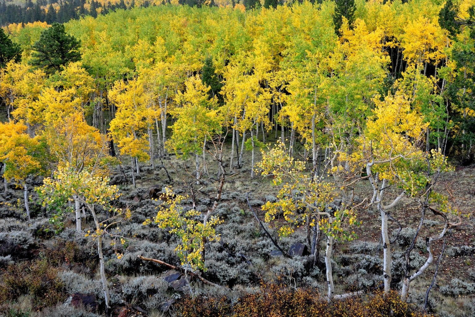 Marshall Pass - Poncha Springs-Sargents, CO | Marshall Pass Road ...