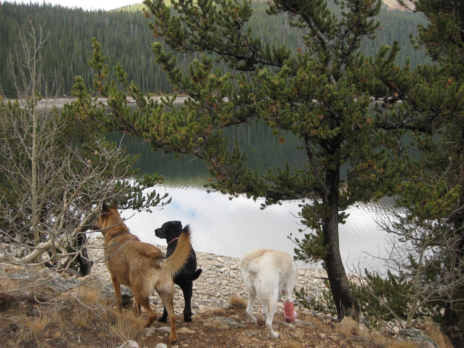 Jefferson Lake Recreation Area - Jefferson, CO | Pike National Forest ...