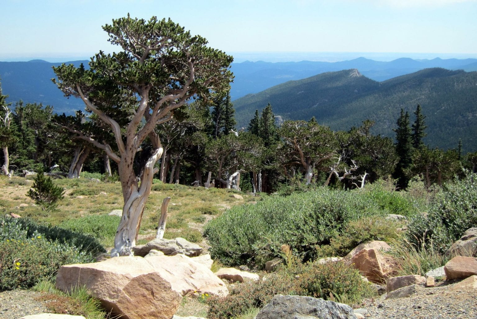 Native Colorado Plants for Landscaping - Uncover Colorado