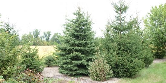 Native Colorado Plants for Landscaping - Uncover Colorado