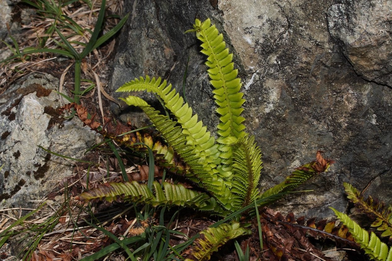 Native Colorado Plants for Landscaping - Uncover Colorado