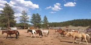 M Lazy C Ranch - Lake George, CO | Mule Creek Outfitters Inc. - Uncover ...